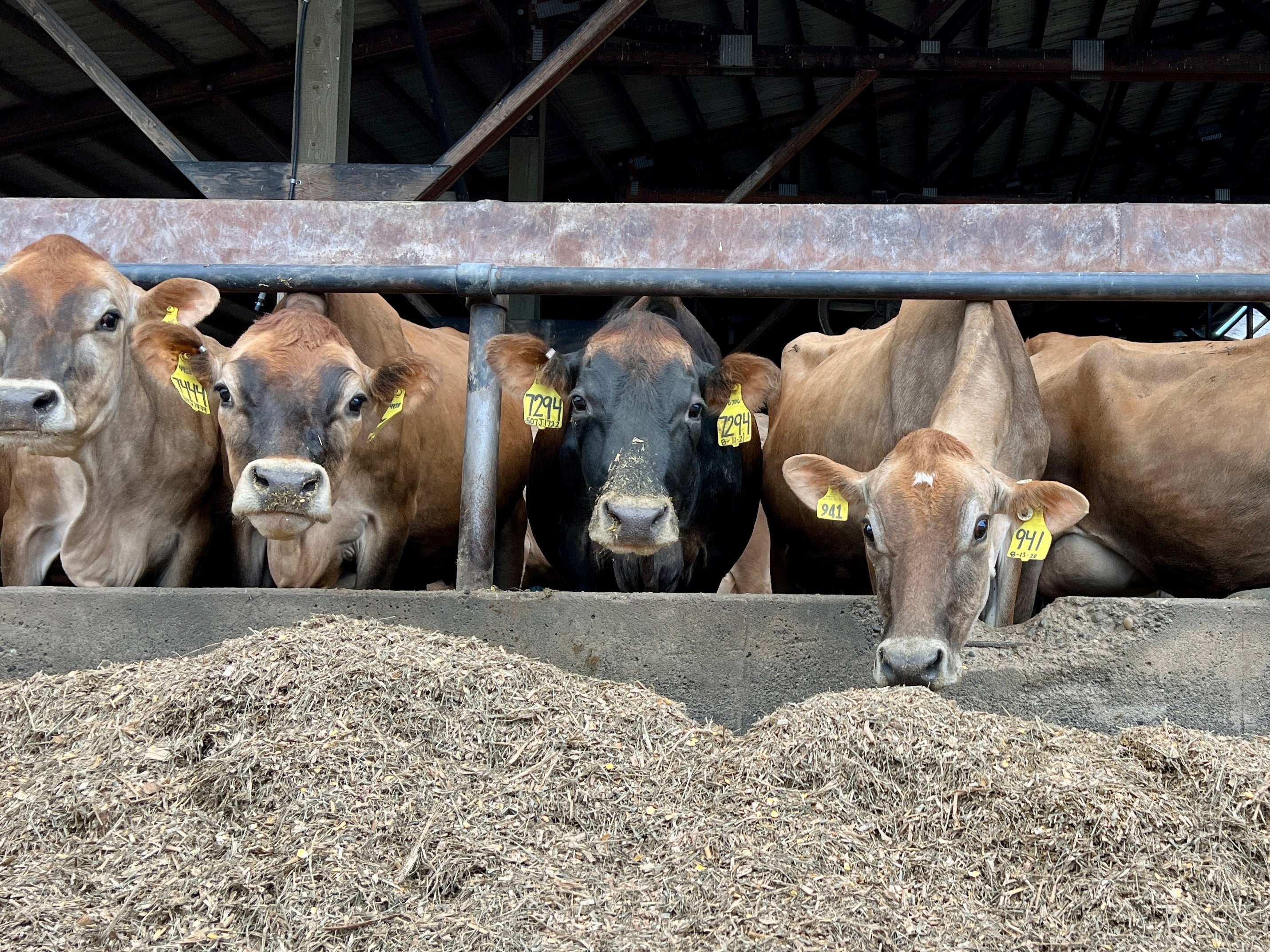 Appel Farms Cheese – The Cheese Shop at Appel Farms